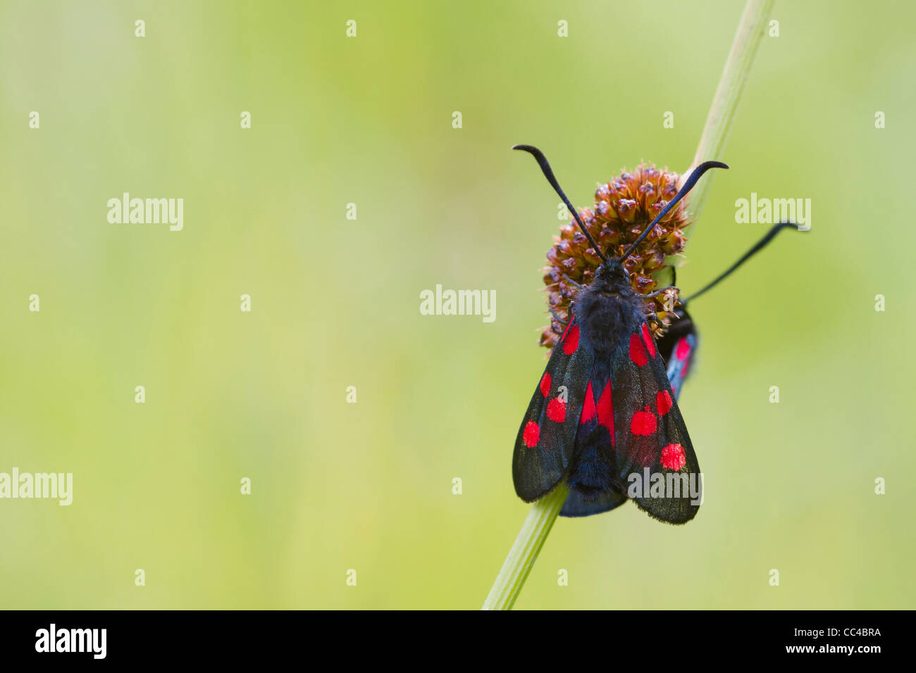 Compact rush hi-res stock photography and images - Alamy