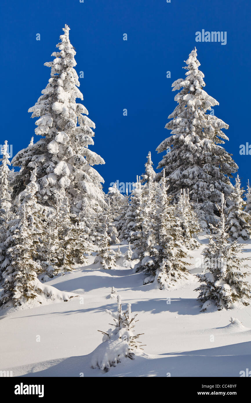 Snow pine tree hi-res stock photography and images - Alamy