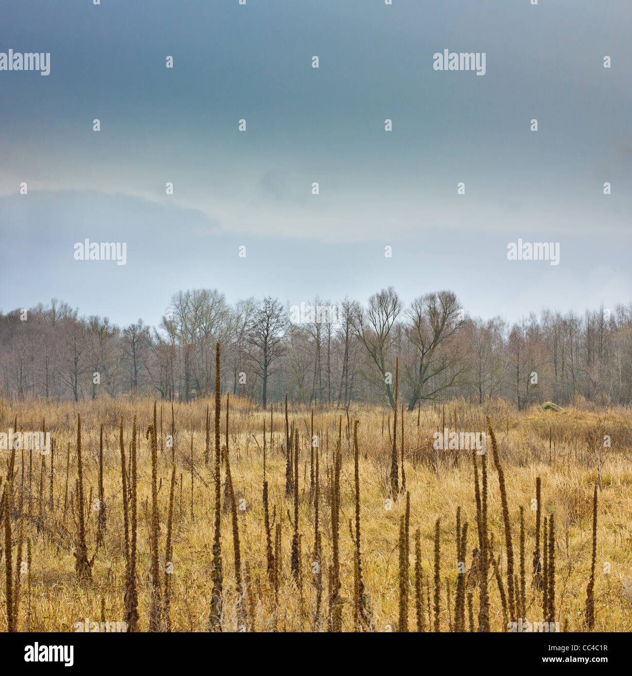 Late autumn gold hi-res stock photography and images - Alamy