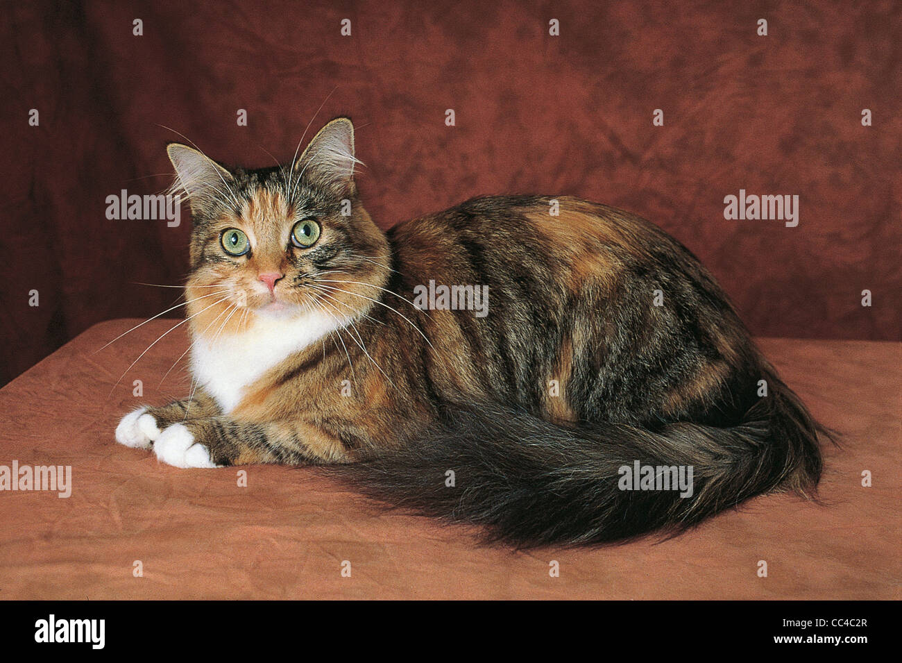 Cat: Maine Coon Cat Scales Of Peat With White Turtle Stock Photo - Alamy