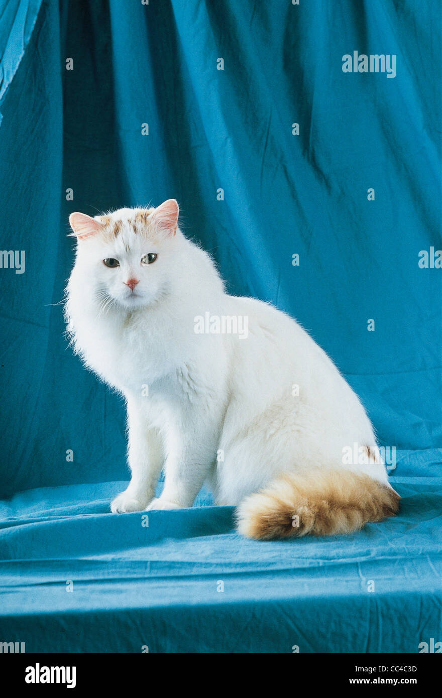 Cats: Turkish Van Red Stock Photo - Alamy