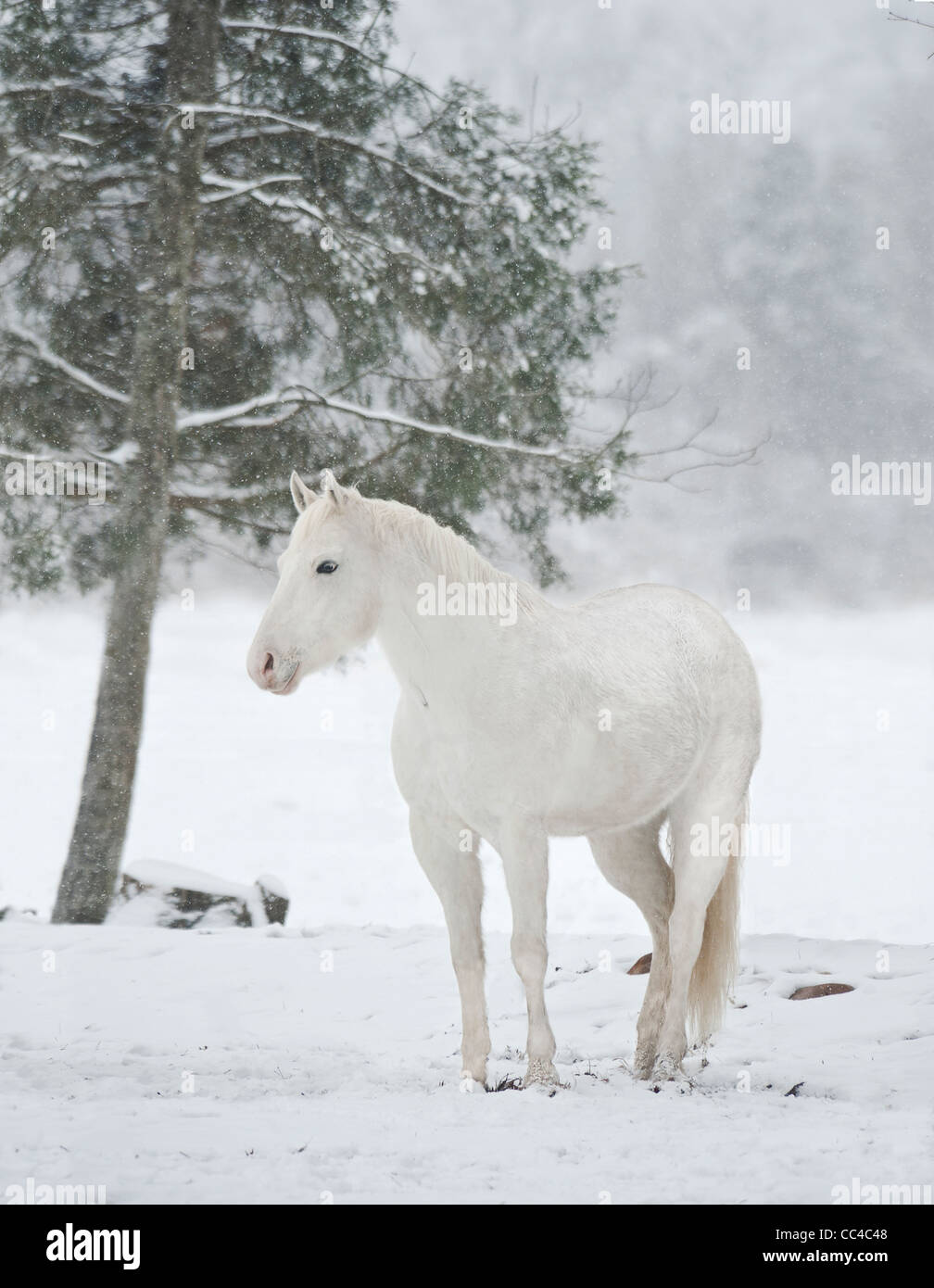 White horse in snow covered hi-res stock photography and images - Alamy