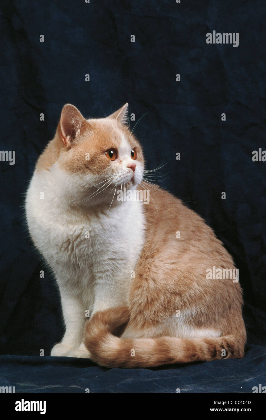 Cat cream tabby british two tone with white hi-res stock photography ...