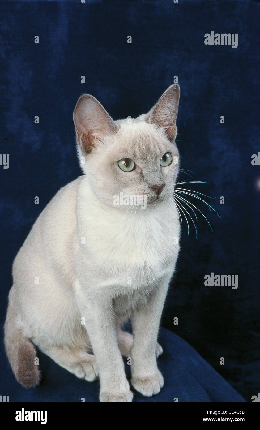 Cats: Tonkinese Mink Silver Cake Stock Photo - Alamy