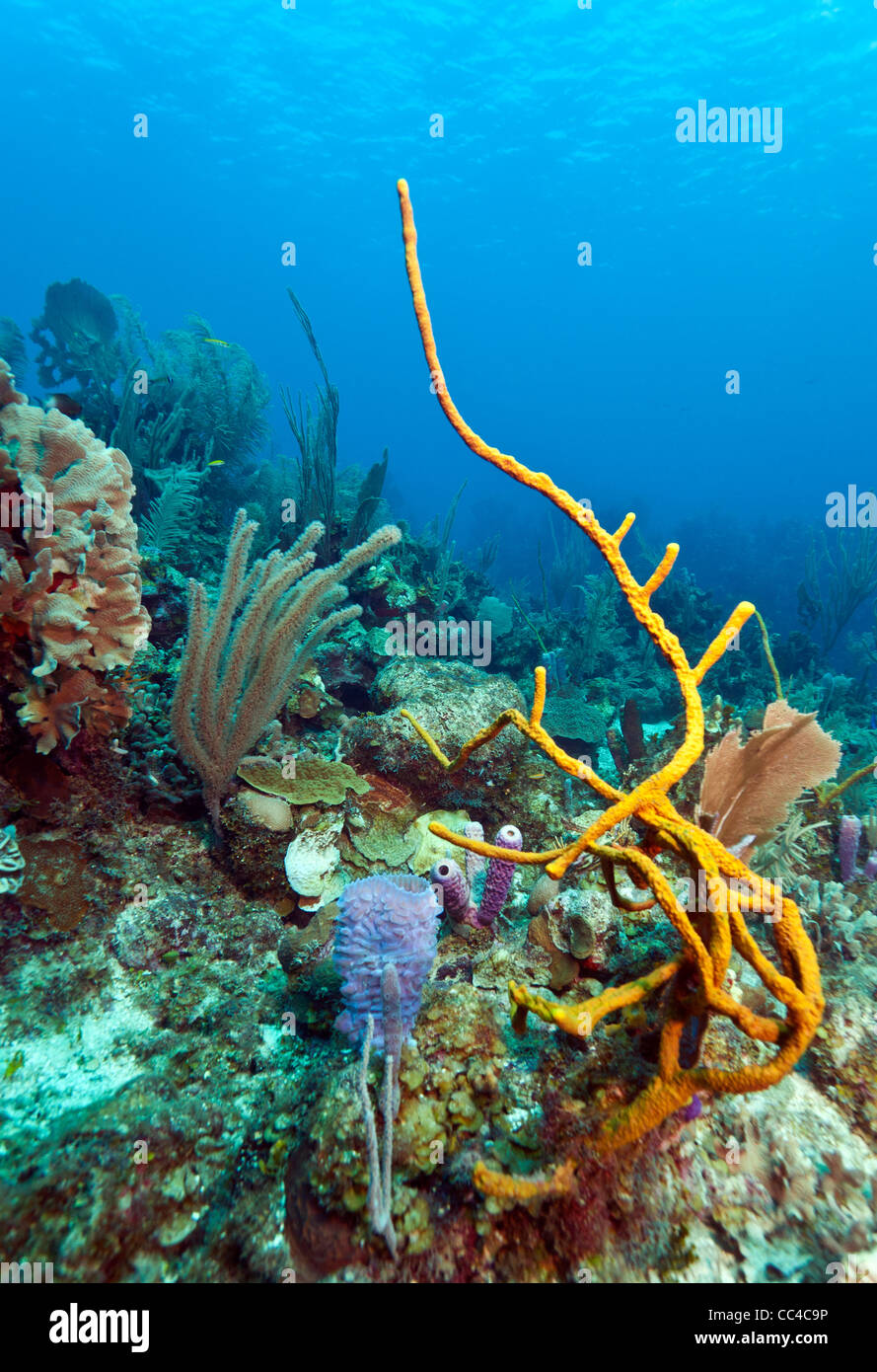 Row Pore Rope Sponge (Aplysina cauliformis Stock Photo - Alamy