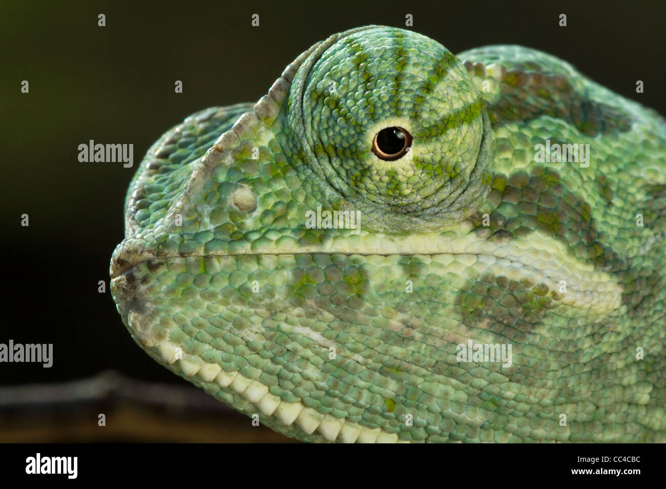 Flap neck hi-res stock photography and images - Alamy