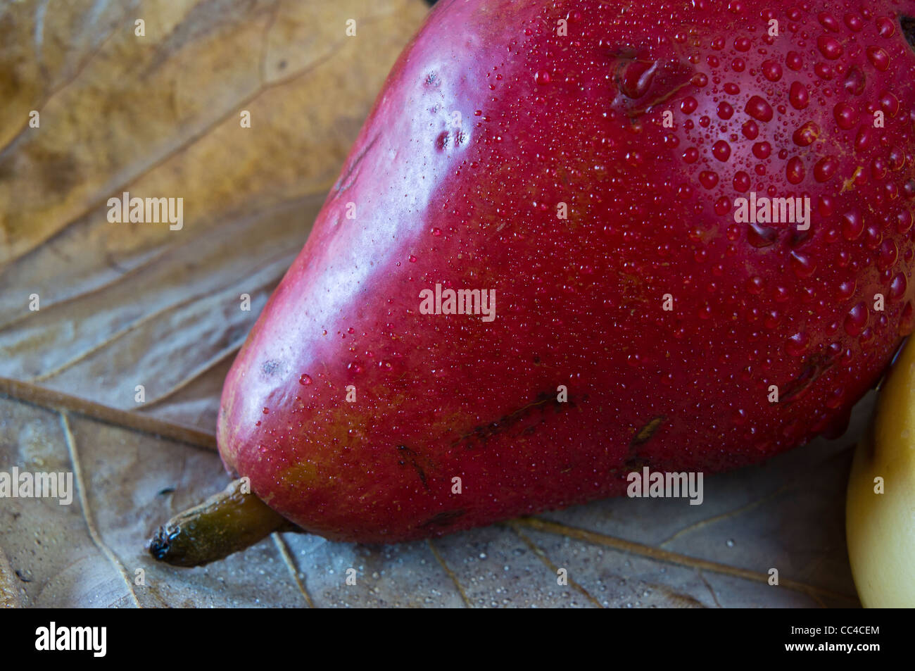 Red Anjou pears close up on leaf Stock Photo - Alamy