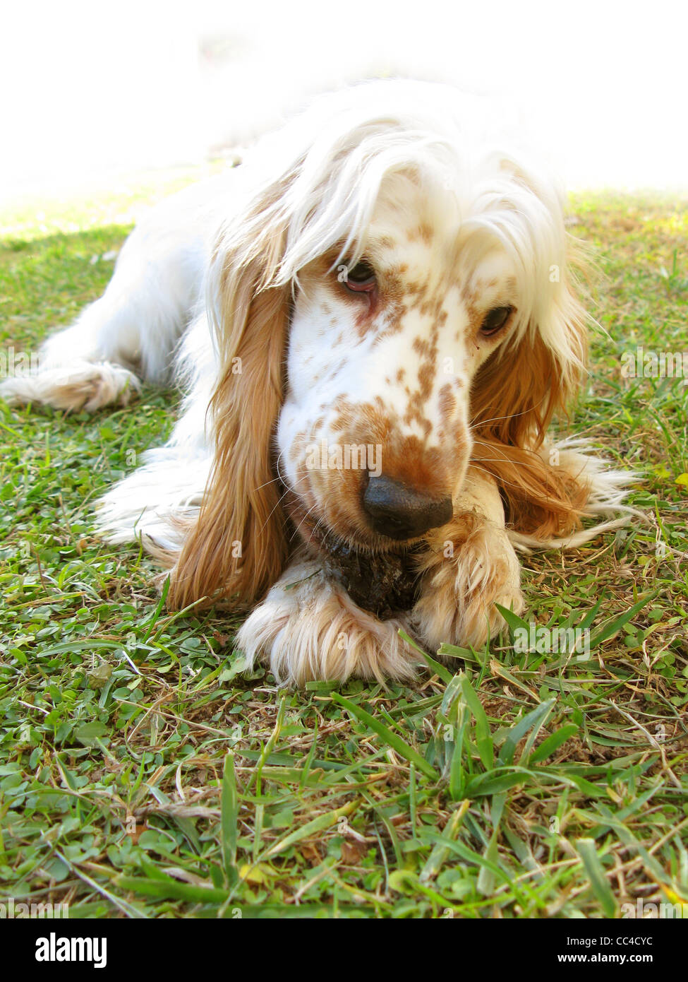 Cute English Cocker spaniel puppy playing at the garden Stock Photo - Alamy