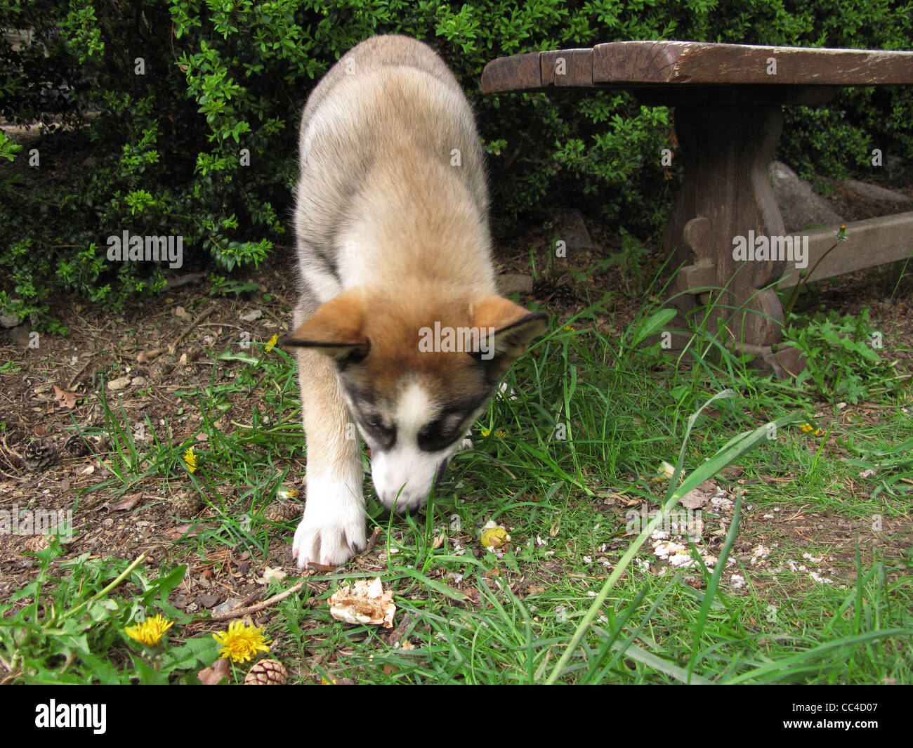 Siberian husky puppy playing at the garden Stock Photo - Alamy