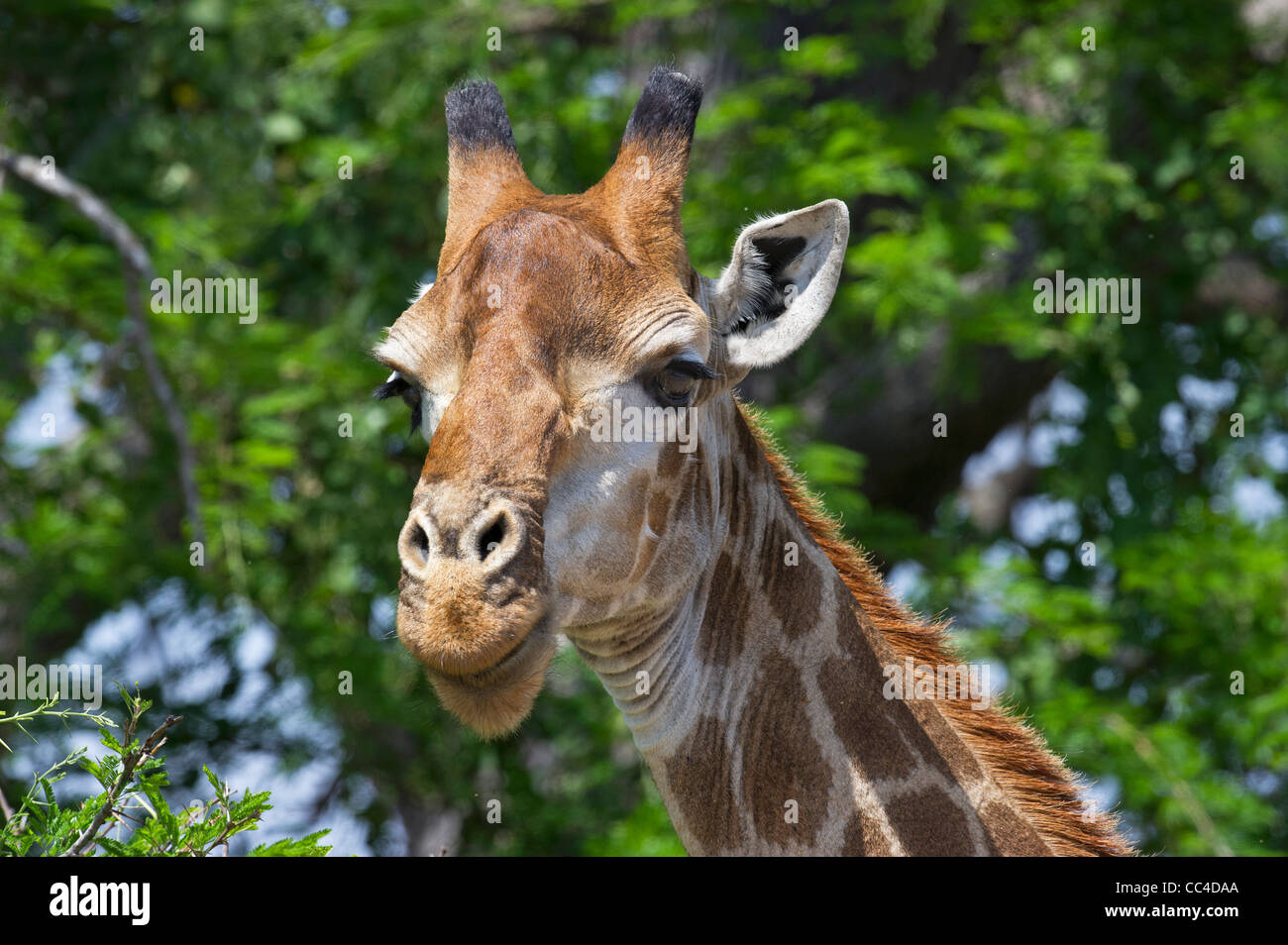 Portrait of a Giraffe Stock Photo - Alamy
