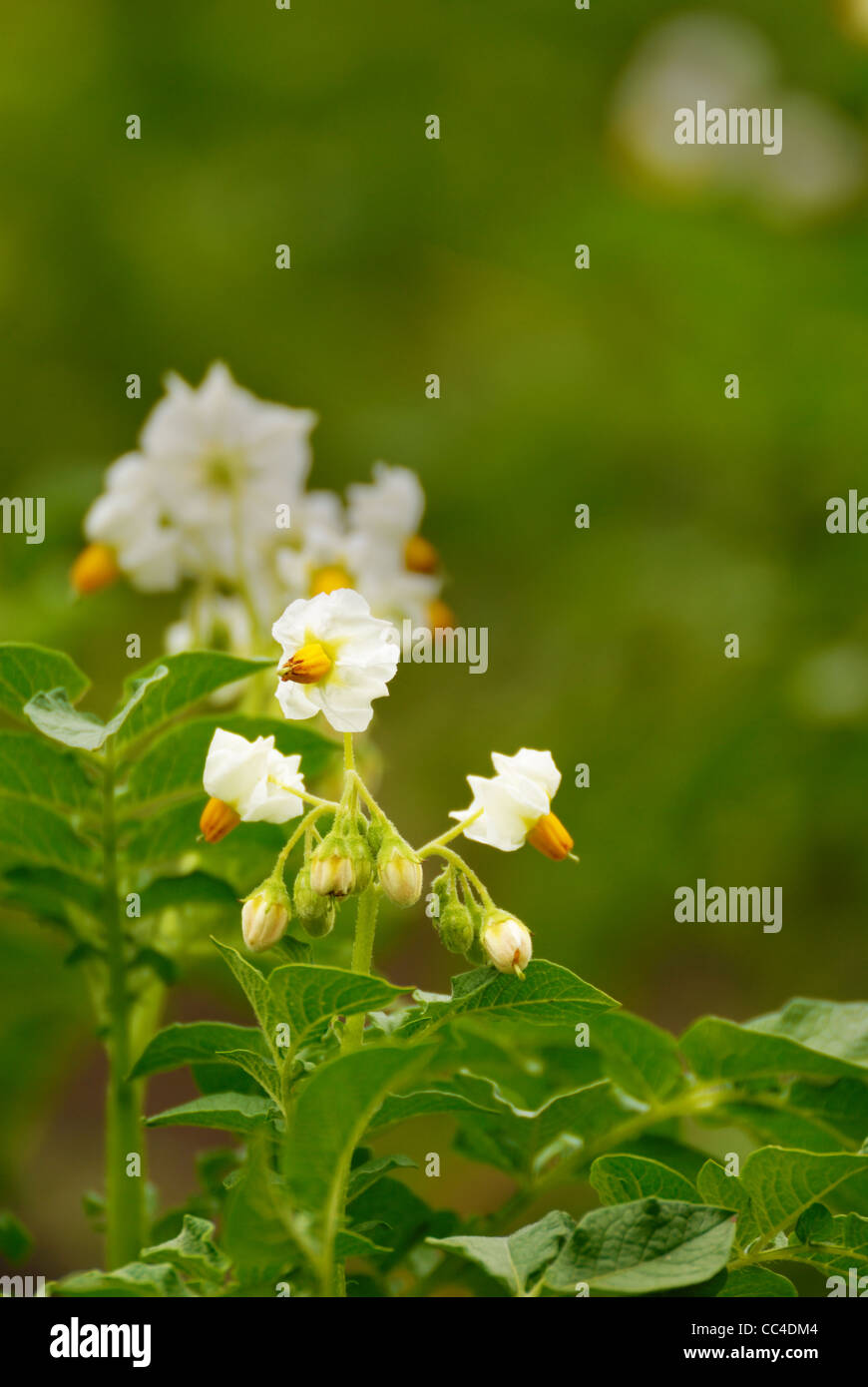 White potato bud over green background Stock Photo - Alamy
