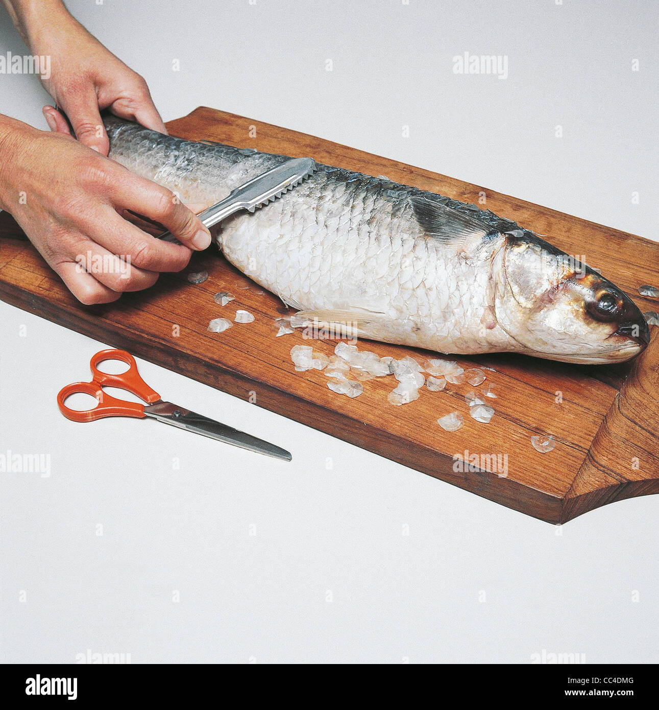 Kitchen: Food Freezing Preservation Of Fish 1 Stock Photo - Alamy