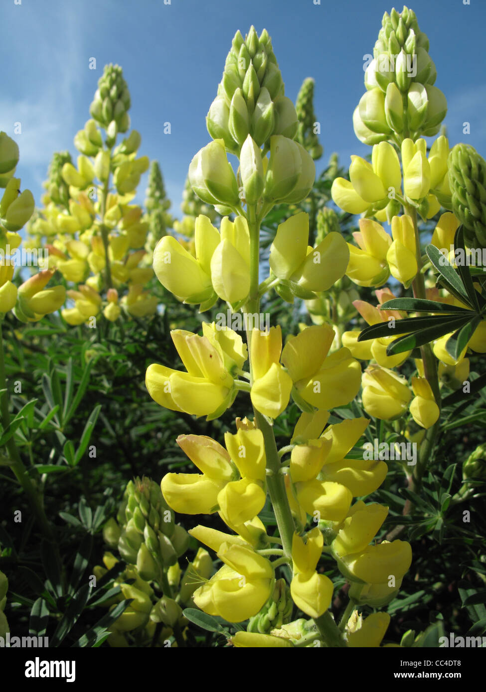 Tree / bush lupin (Lupinus arboreus Stock Photo - Alamy