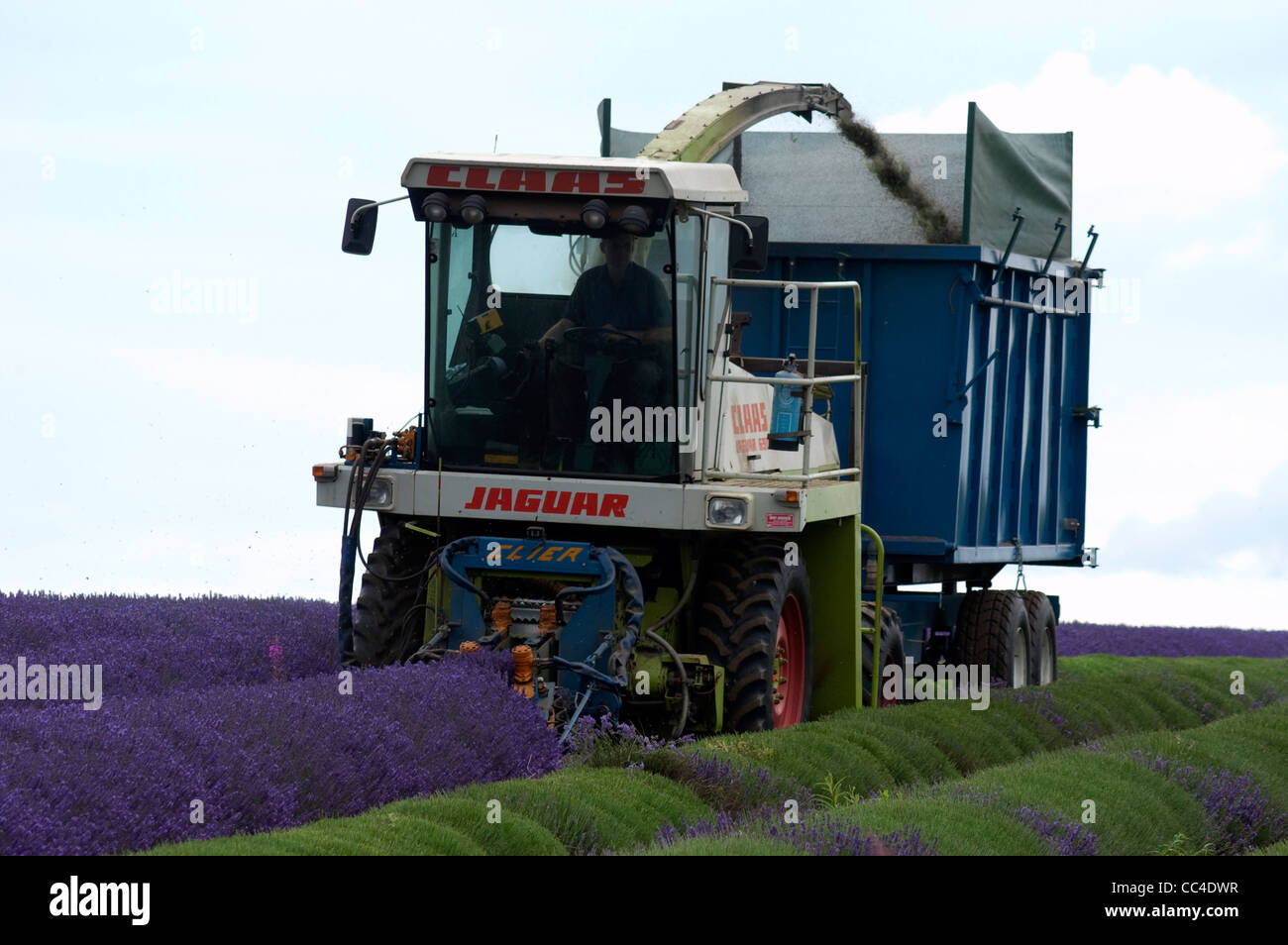 Lavender Harvest lavandarius Stock Photo - Alamy