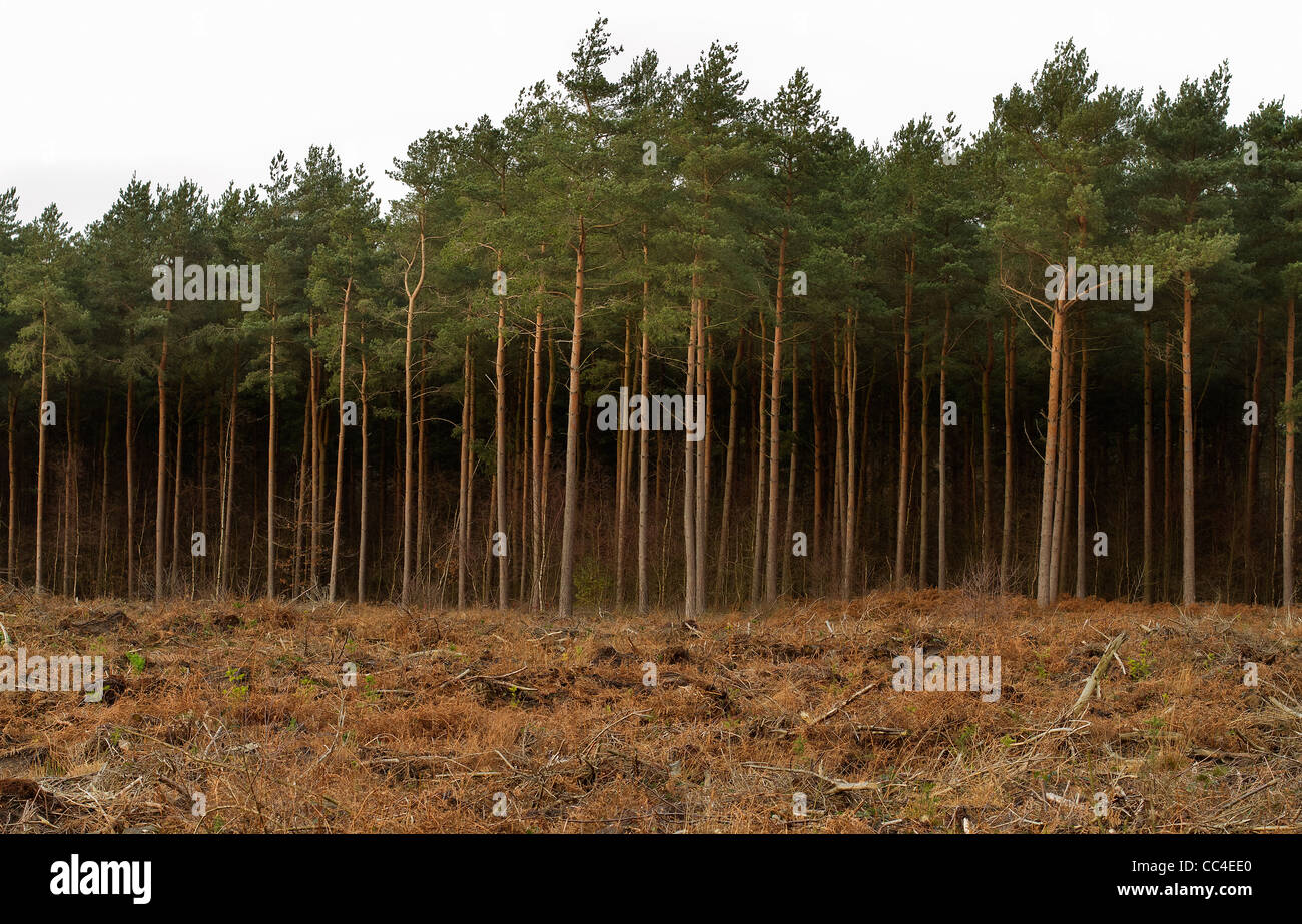 Controlled deforestation in Yorkshire England Stock Photo - Alamy