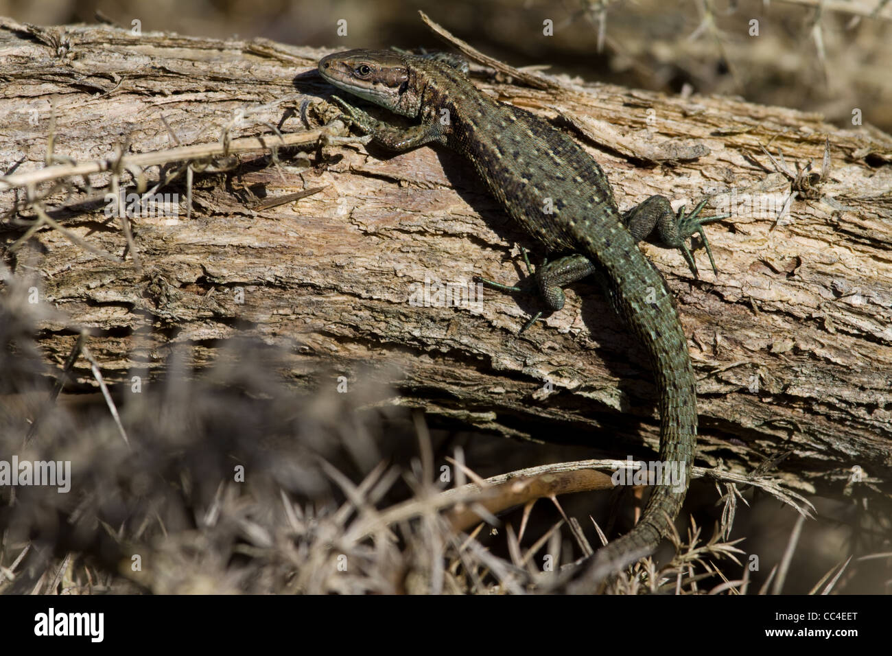 Lizard bask in the sun hi-res stock photography and images - Alamy