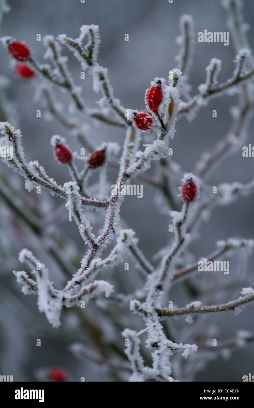 Rose frost hi-res stock photography and images - Alamy