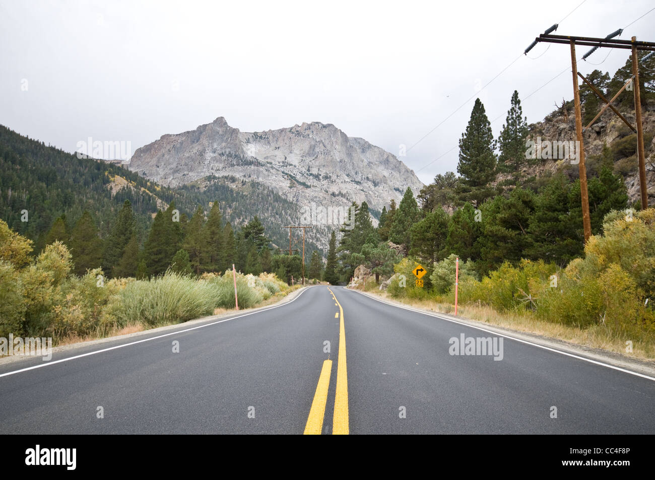 Tarmac trees hi-res stock photography and images - Alamy