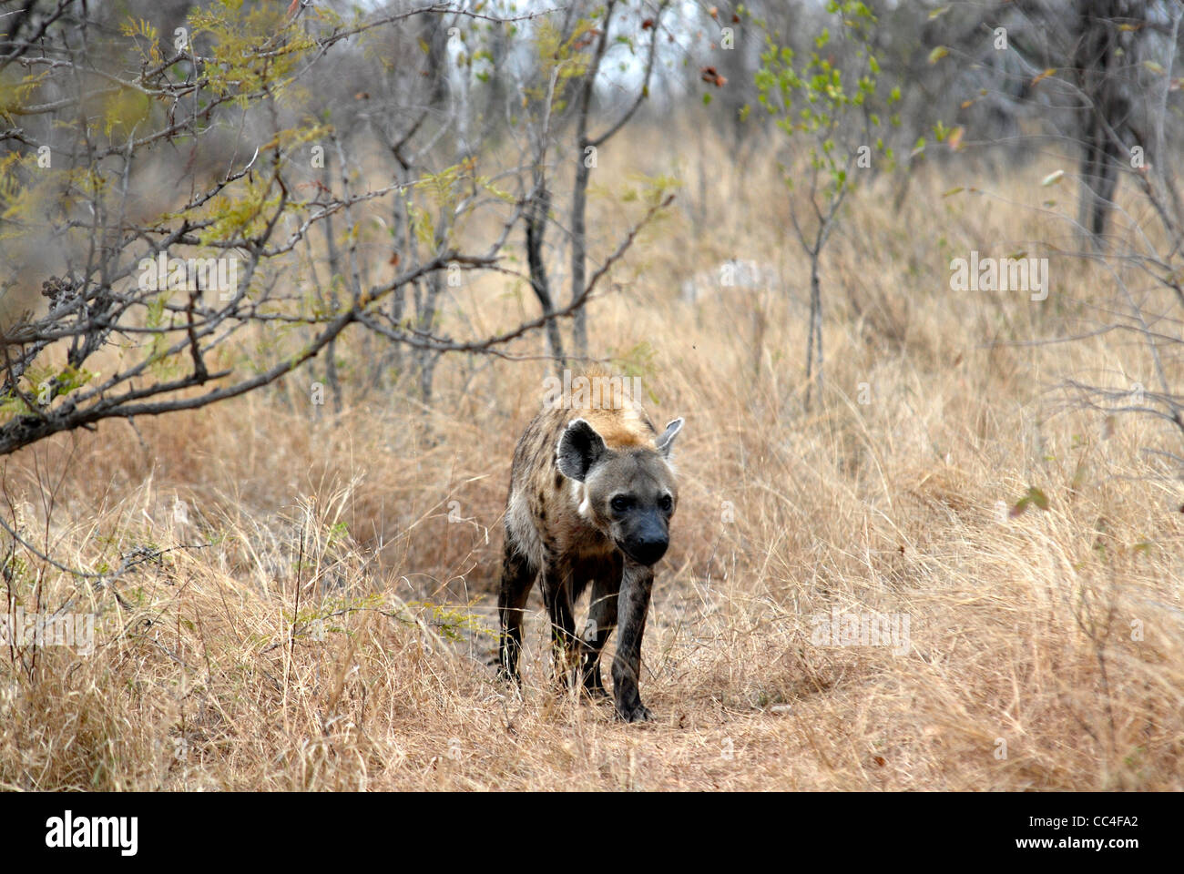 A lone hyena walking through the bush in the Kruger National park ...