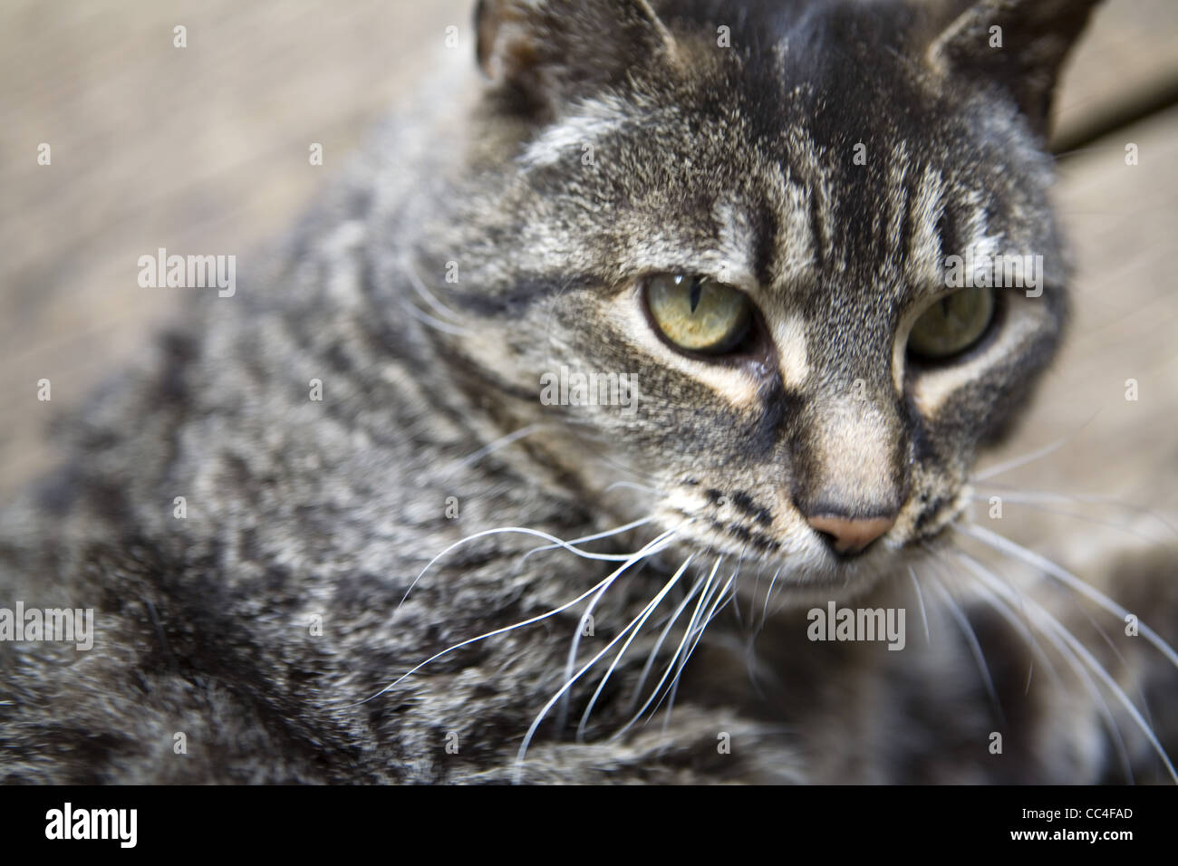 American Tabby Cat High Resolution Stock Photography and Images - Alamy