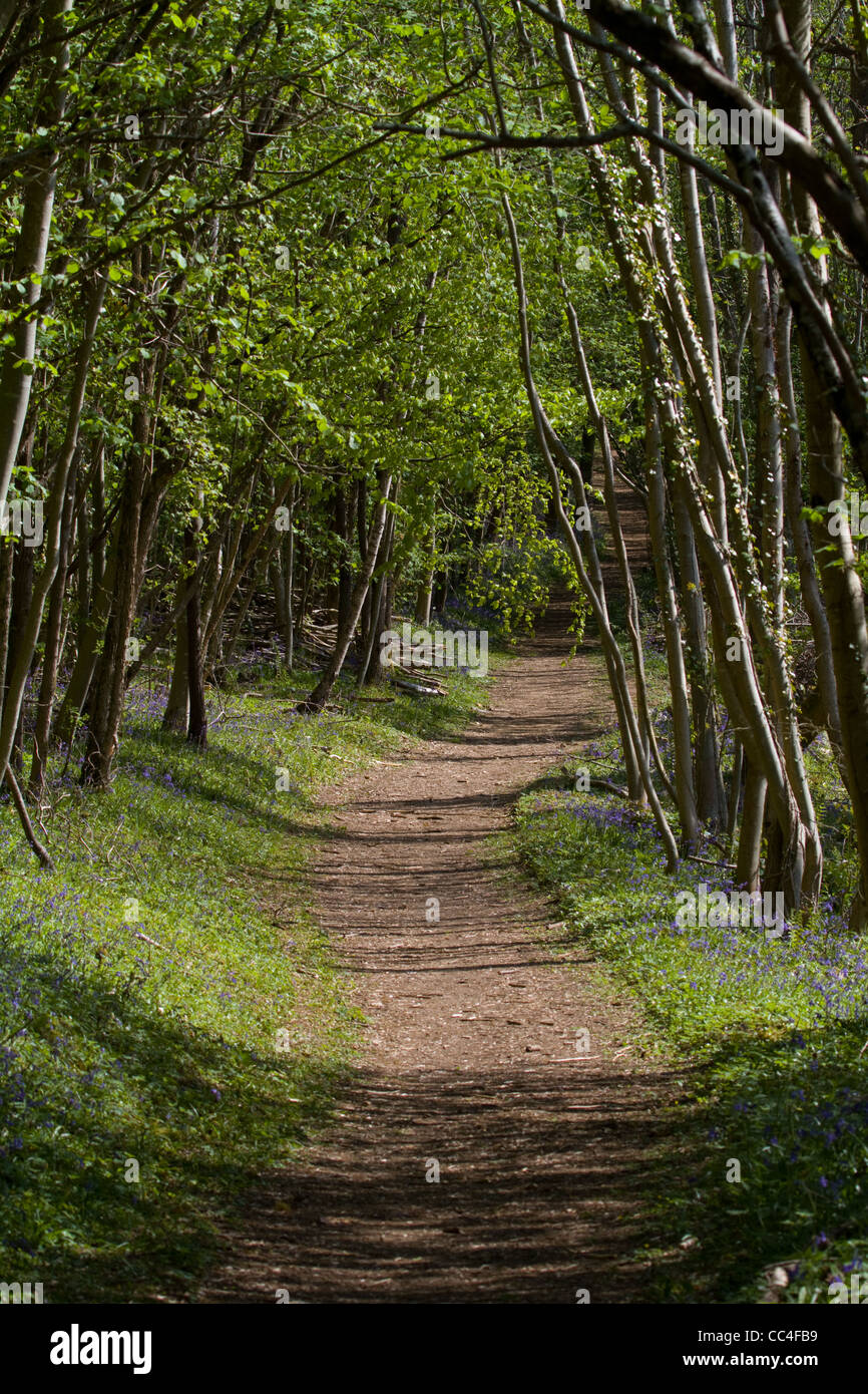 Sunlit path hi-res stock photography and images - Alamy