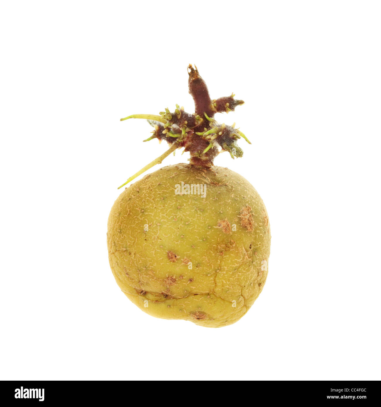 Potato shoot hi-res stock photography and images - Alamy