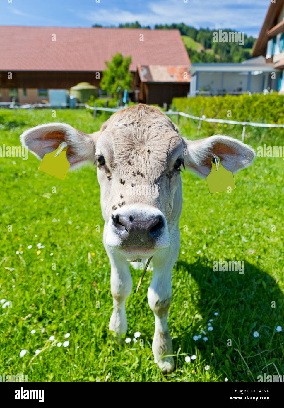 cream colored young curious cute calf with flies on it's head on a farm ...