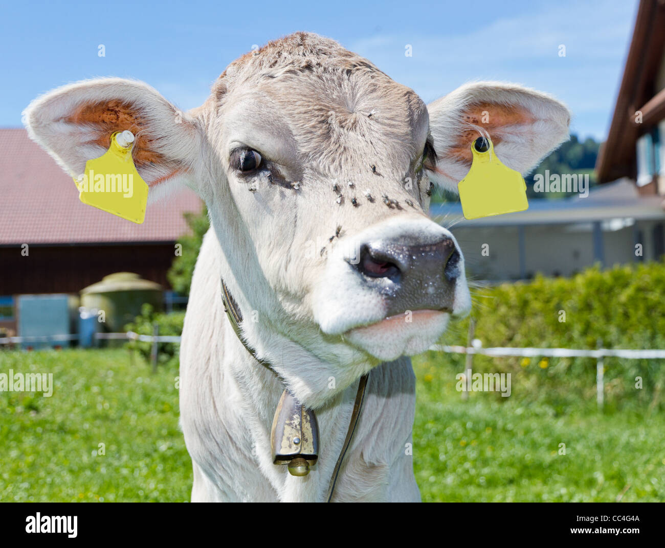 cream colored young curious cute calf with flies on it's head on a farm ...