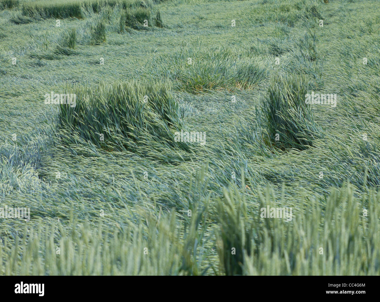 concept: strong wind rattle a corn field, concept for endangered food ...