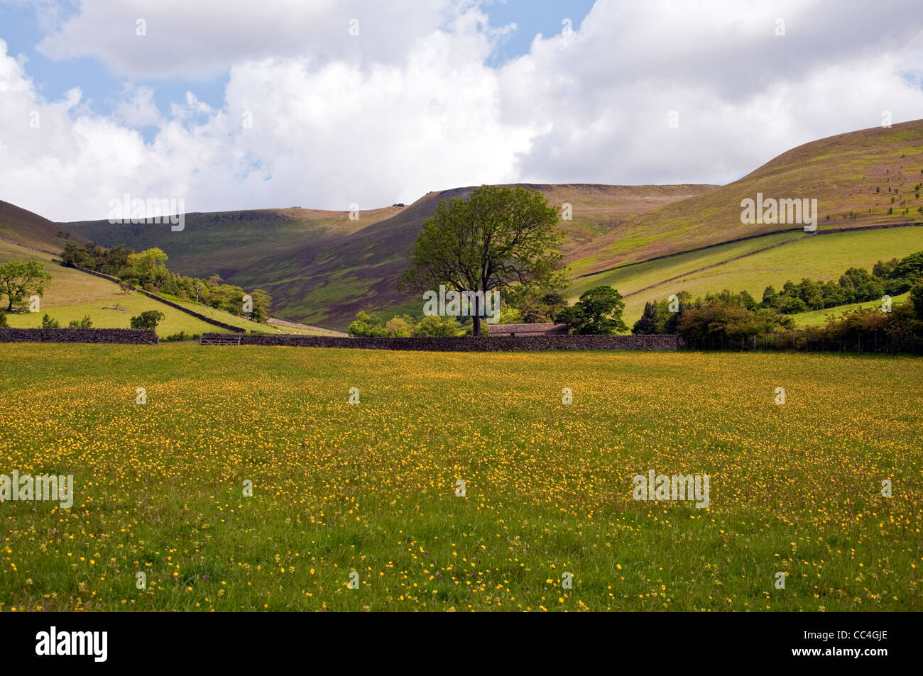 Summer meadow beneath Kinder Scout near Upper Booth in the Peak ...