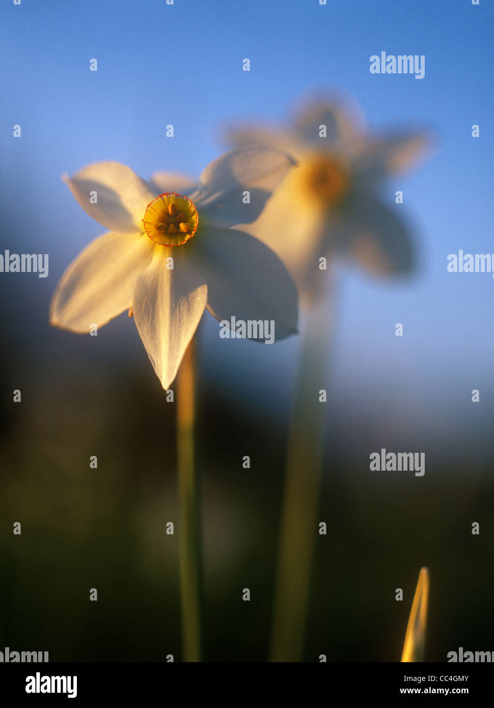 Spring daffodils in the warm light of sunset Stock Photo - Alamy