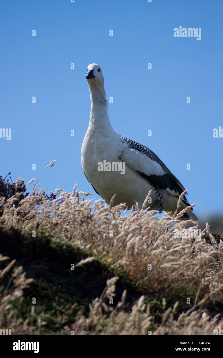 Male Upland Goose (Chloephaga picta leucoptera) on Carcass Island in ...