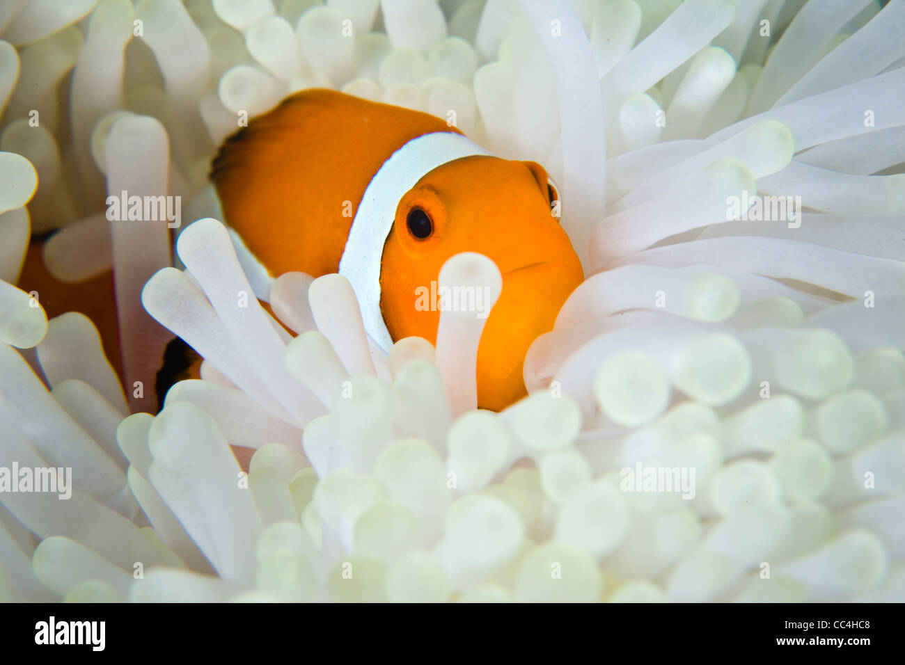 A False clownfish (Amphiprion ocellaris) snuggles into the bleached ...