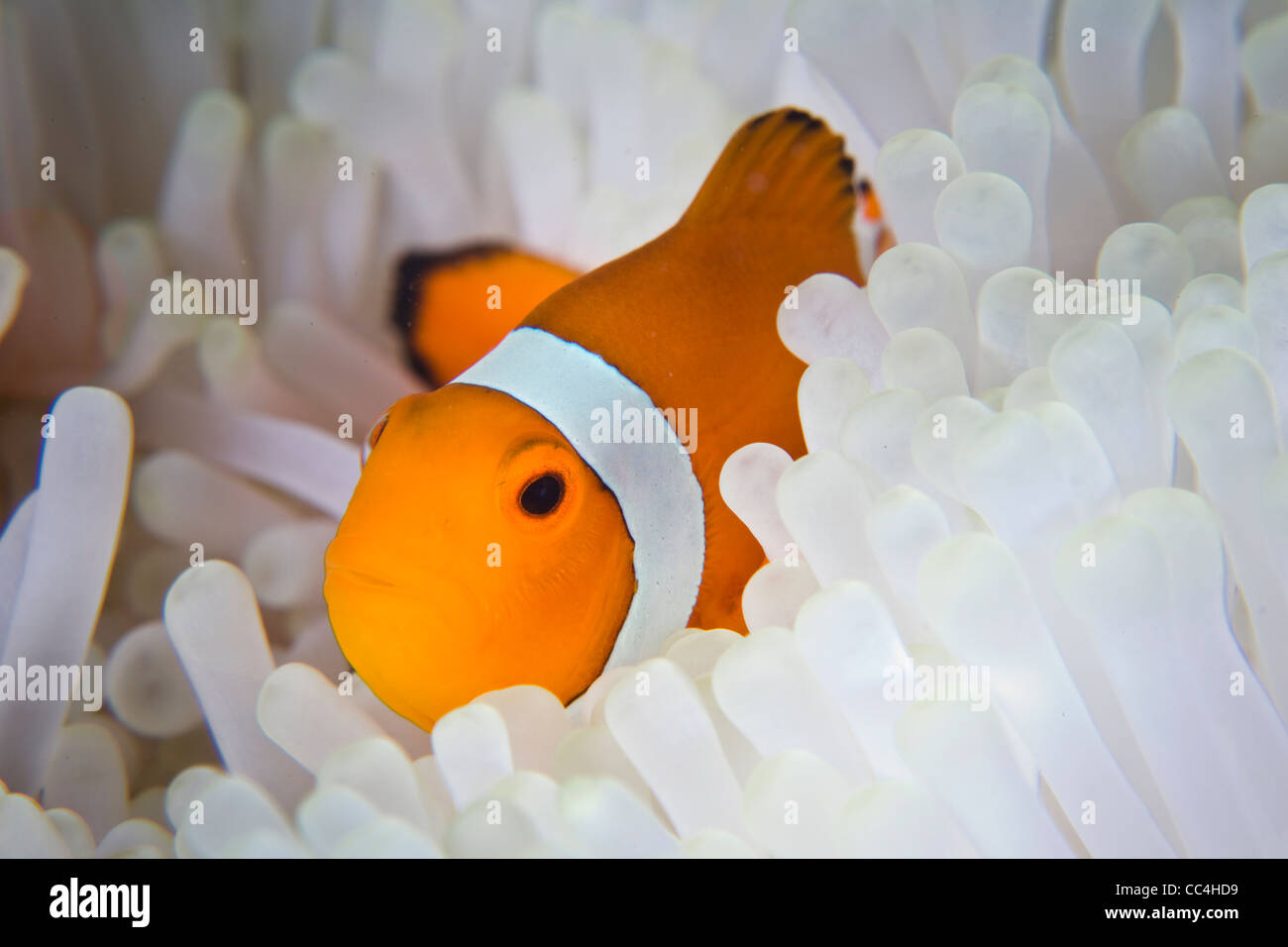 A False clownfish (Amphiprion ocellaris) snuggles into the bleached ...