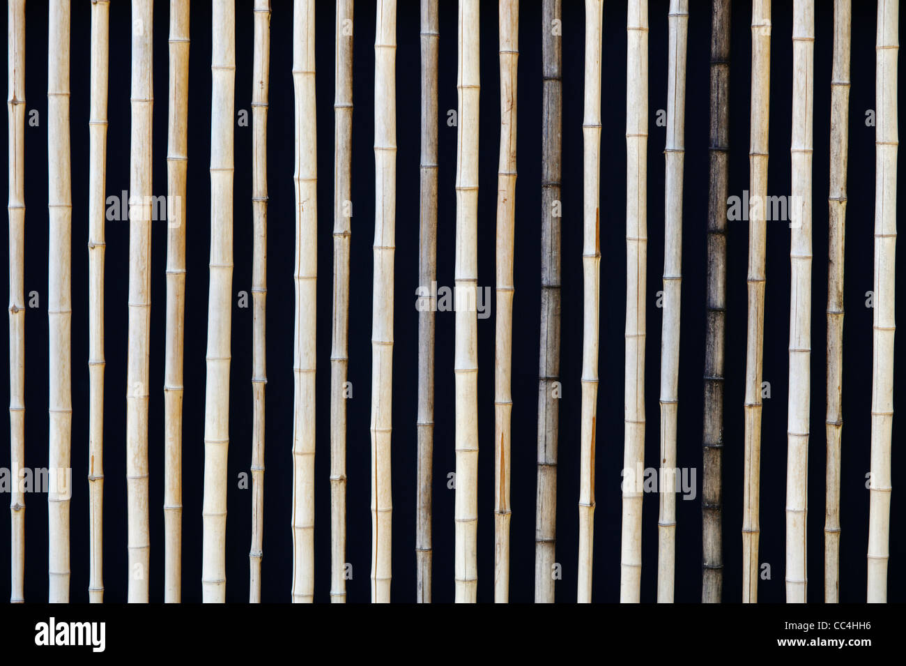 Close-up of Bamboo Canes Stock Photo - Alamy