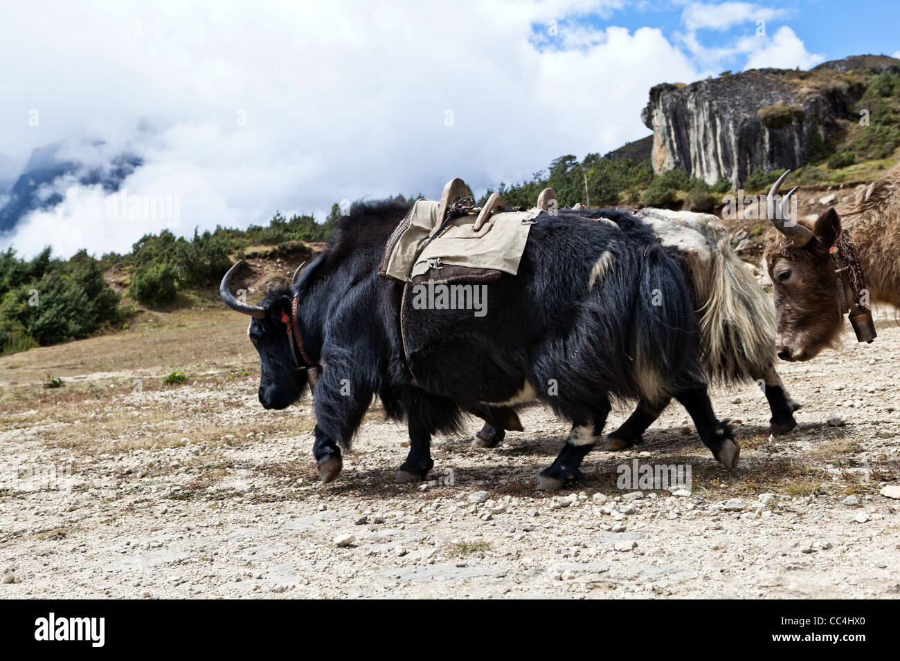 yak farm himalayas nepal Stock Photo - Alamy