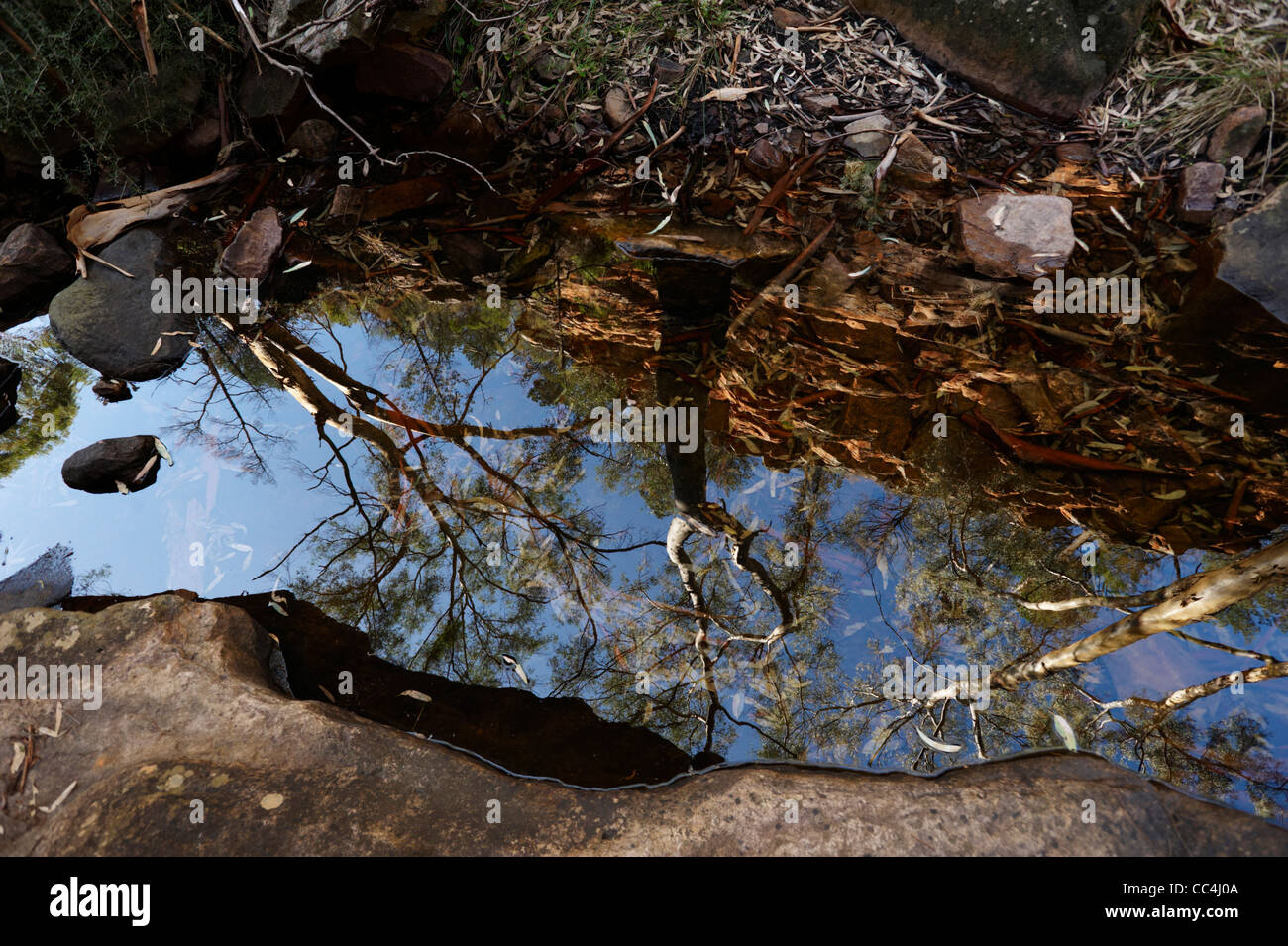 Reflection in water of trees at Alligator Gorge, Mount Remarkable ...