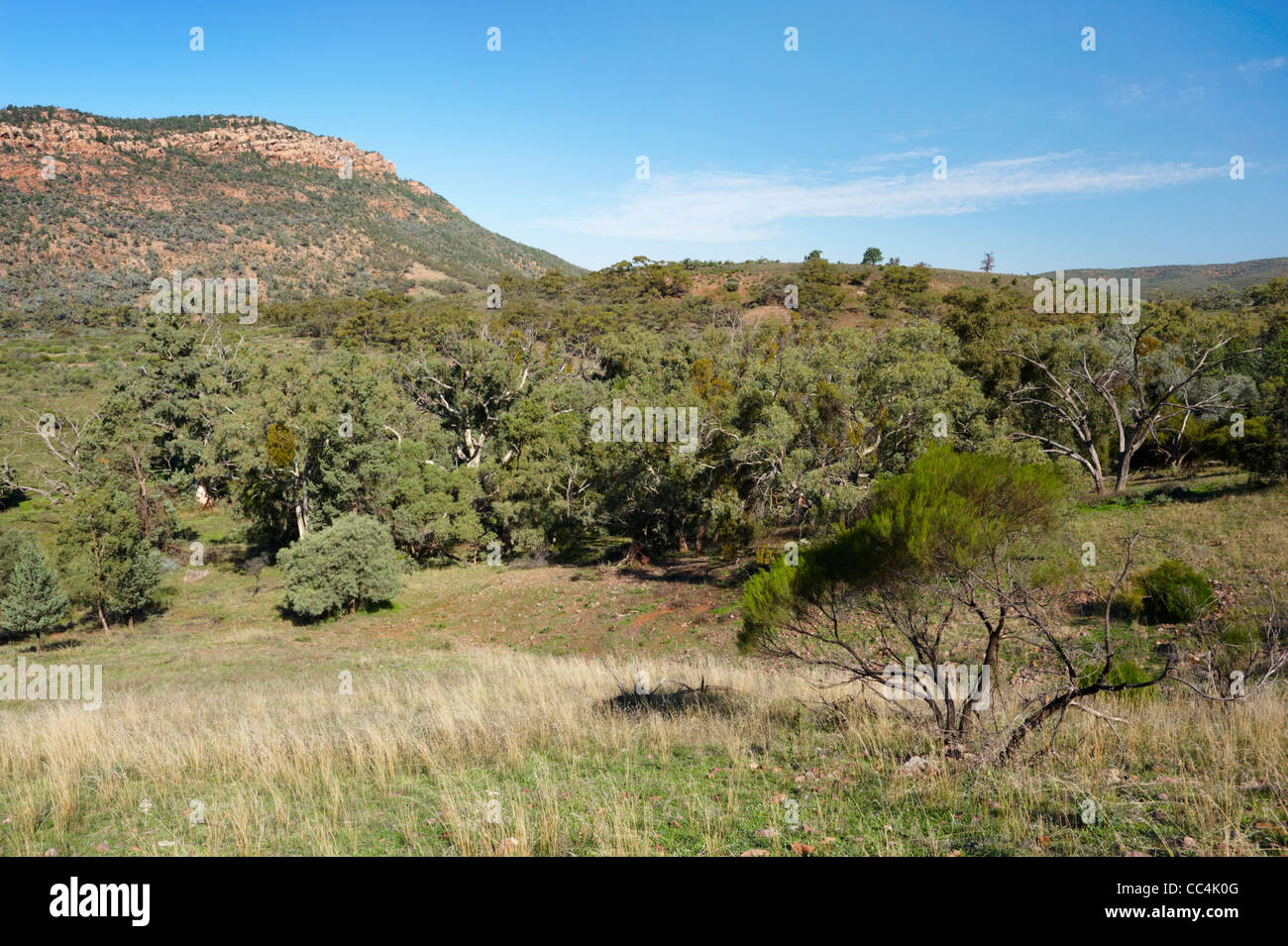 Landscape with trees, Warren Gorge, Flinders Ranges, South Australia ...