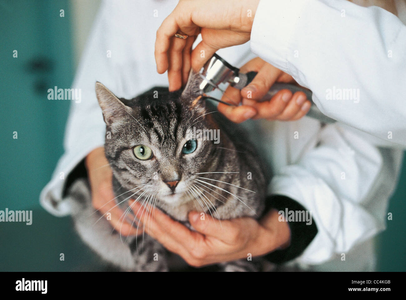 Veterinary: Control Ear Of The Cat Stock Photo - Alamy