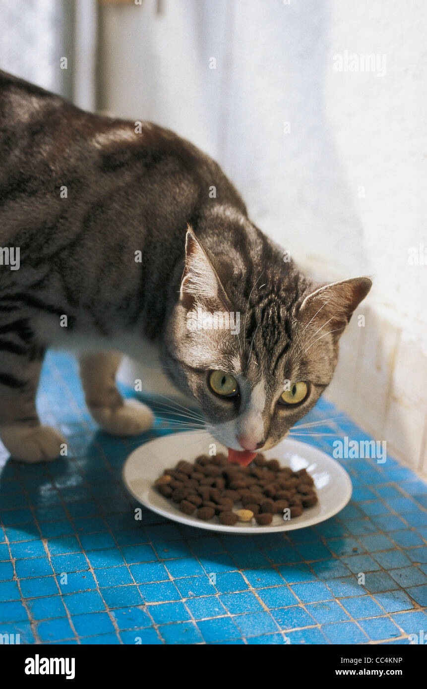 Animal Behaviour. Common Cat And Eats Crunchy Stock Photo - Alamy