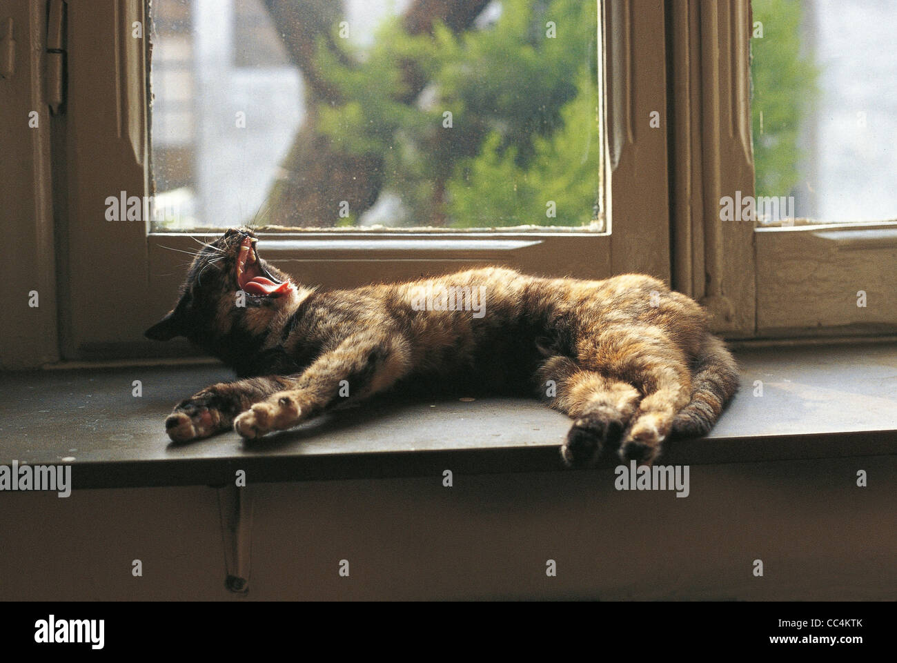 Animal Behaviour. Yawning Young Cat Lying Near The Window Stock Photo ...