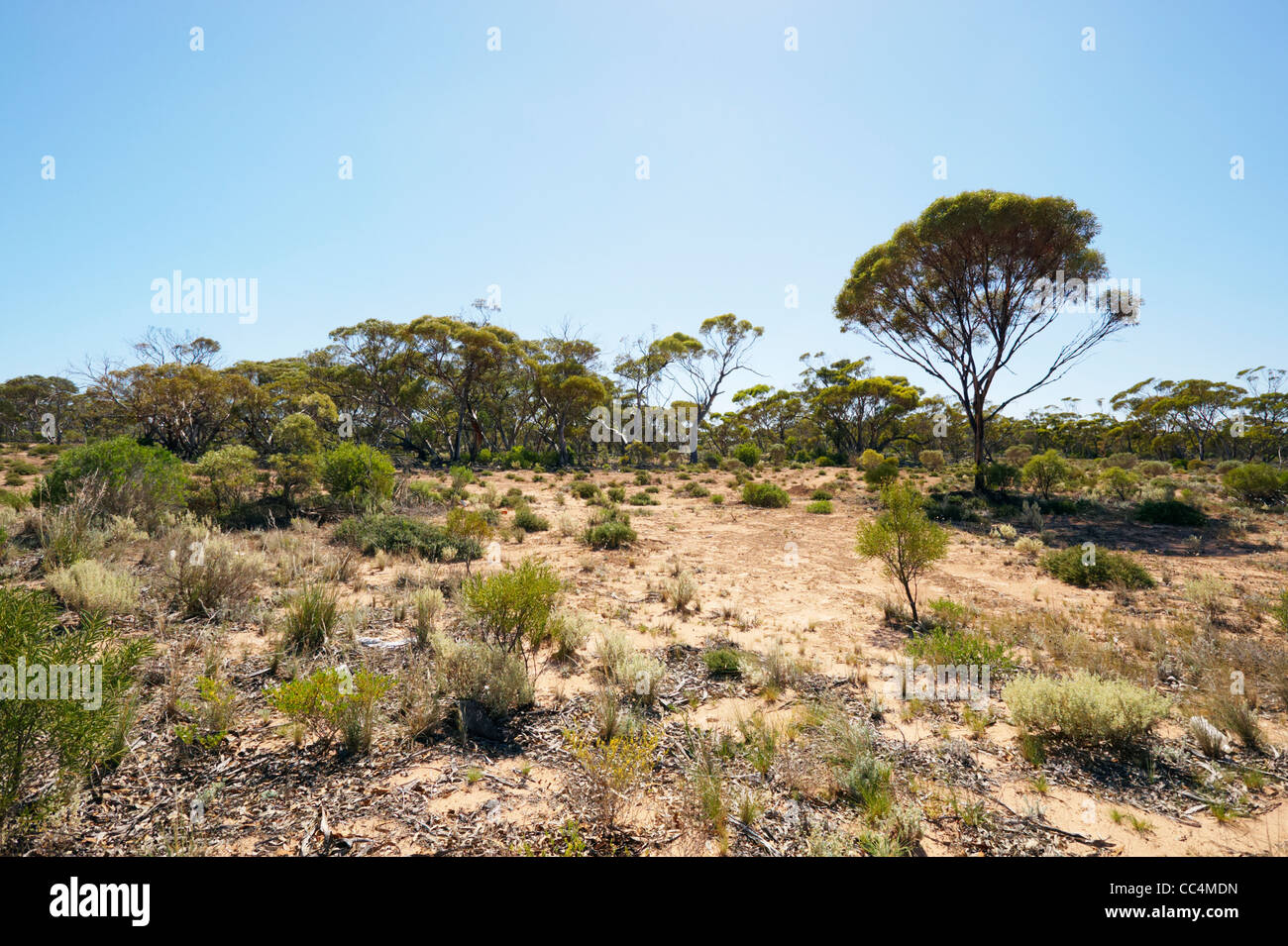 Australian Outback Trees