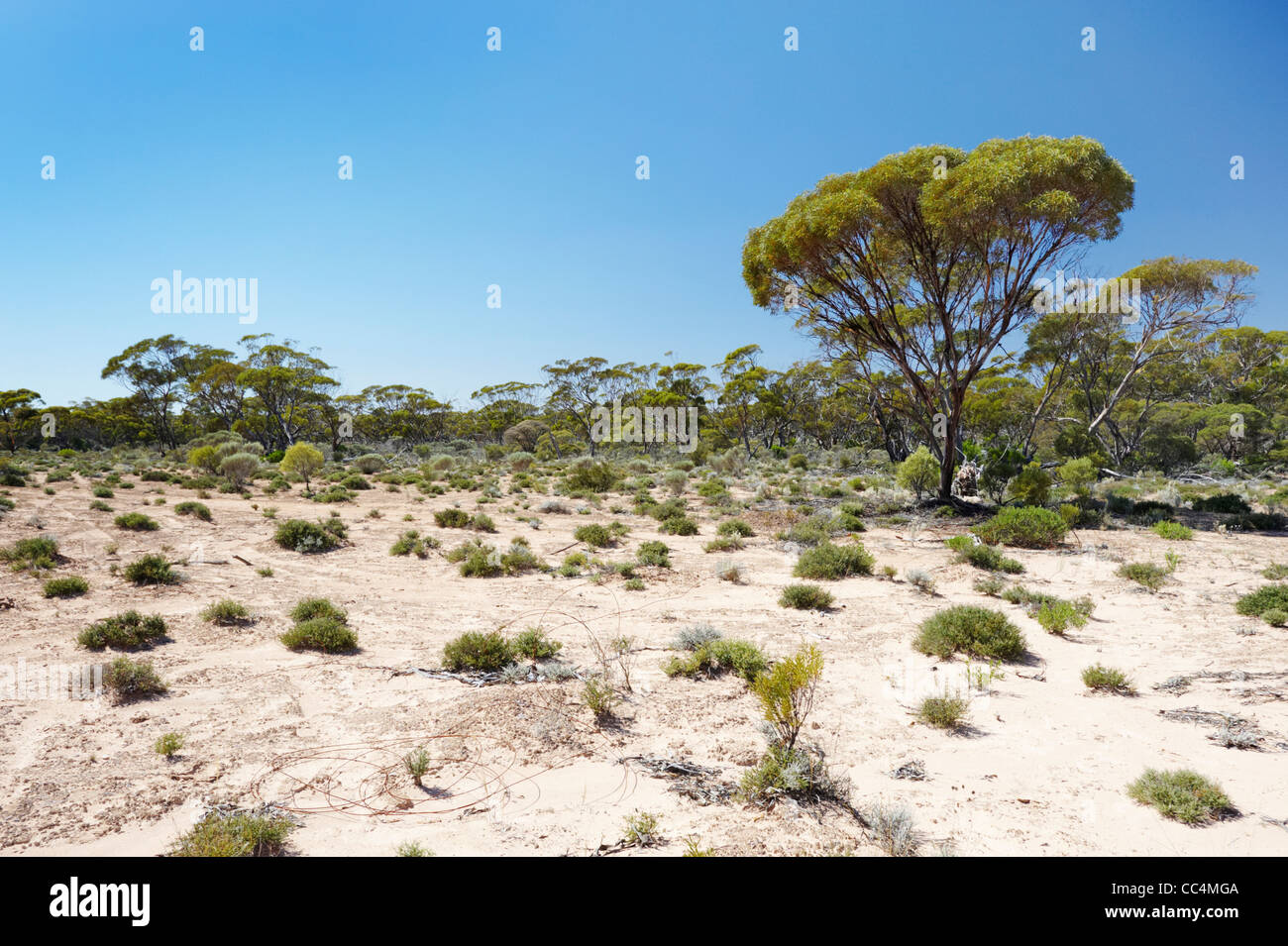 Eucalyptus Trees in Outback, South Australia, Australia Stock Photo - Alamy