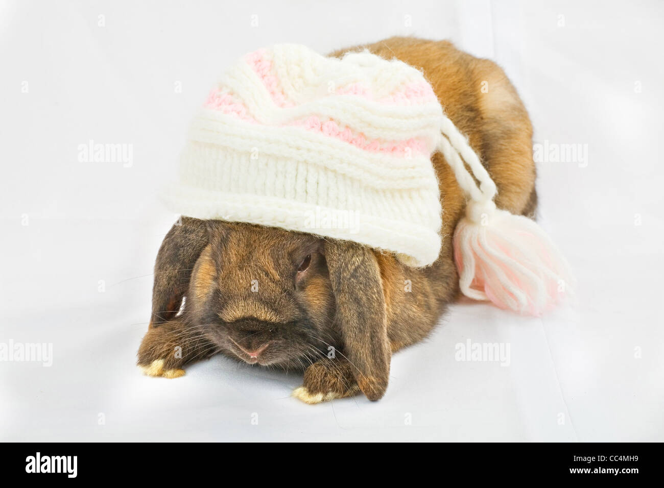 Easter bunnie rabbits hi-res stock photography and images - Alamy