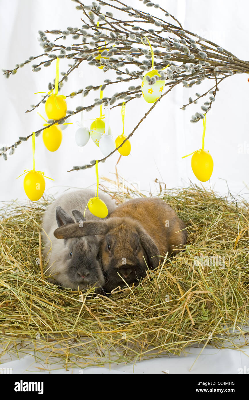 Easter bunnie rabbits hi-res stock photography and images - Alamy