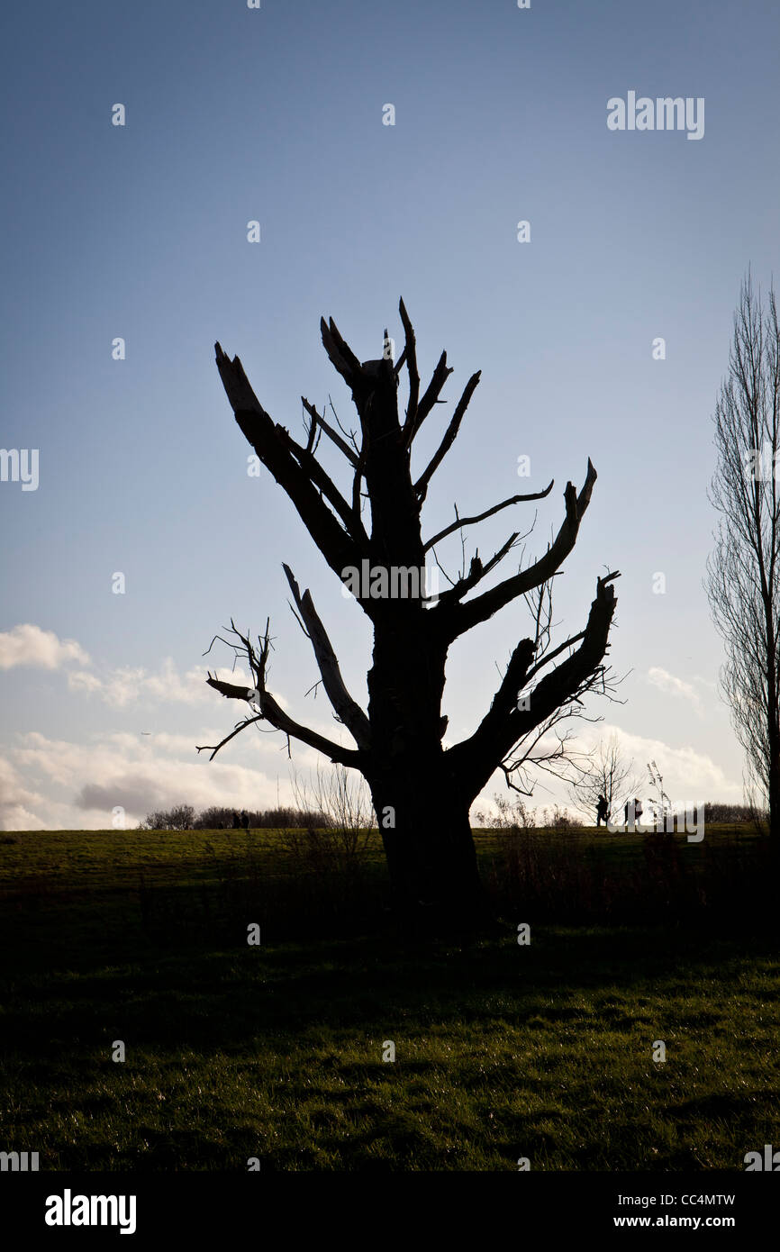 Dead tree on Hampstead Heath, London, England UK Stock Photo - Alamy