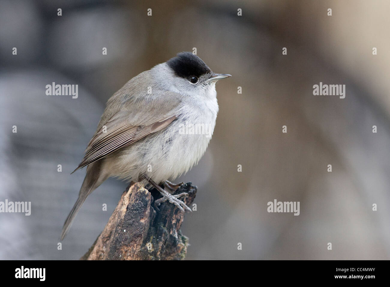 Black cap bird hi-res stock photography and images - Alamy