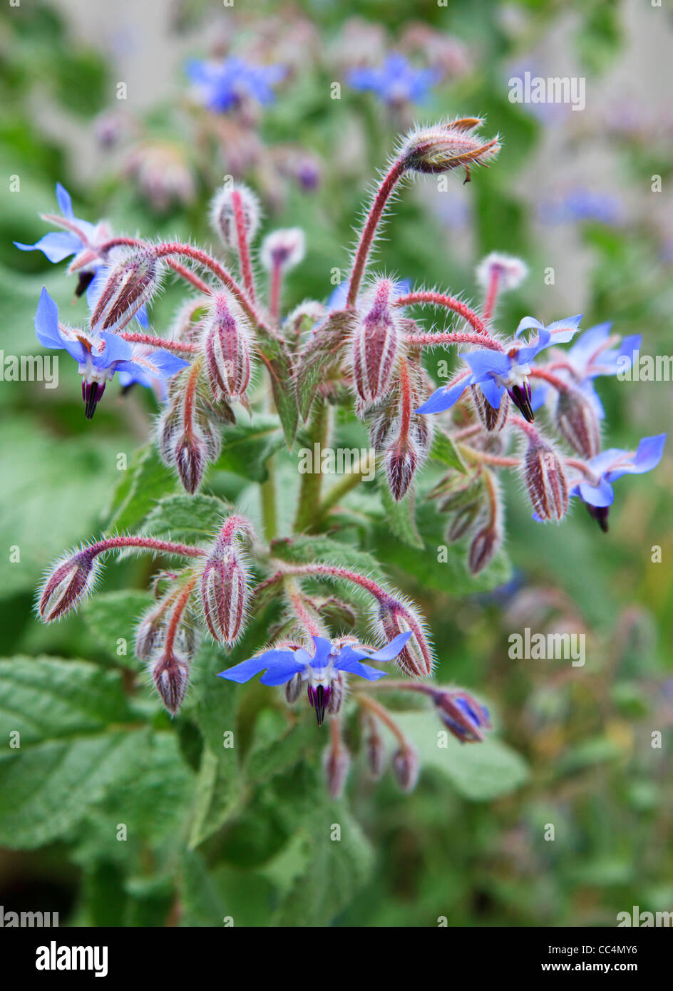 Borage (Borago officinalis) plant with flowers Stock Photo - Alamy