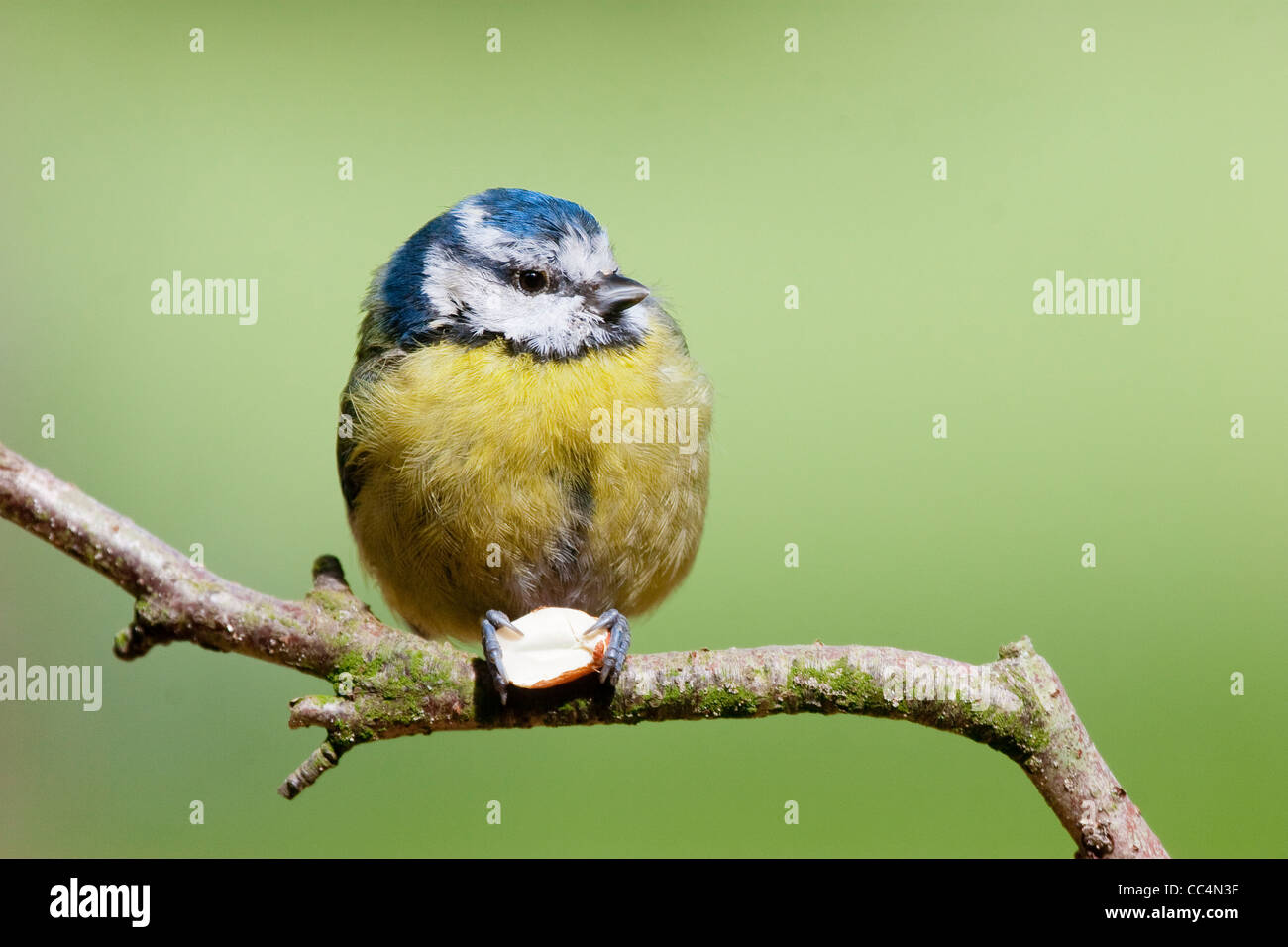 Blue Tit holding food between feet Stock Photo - Alamy