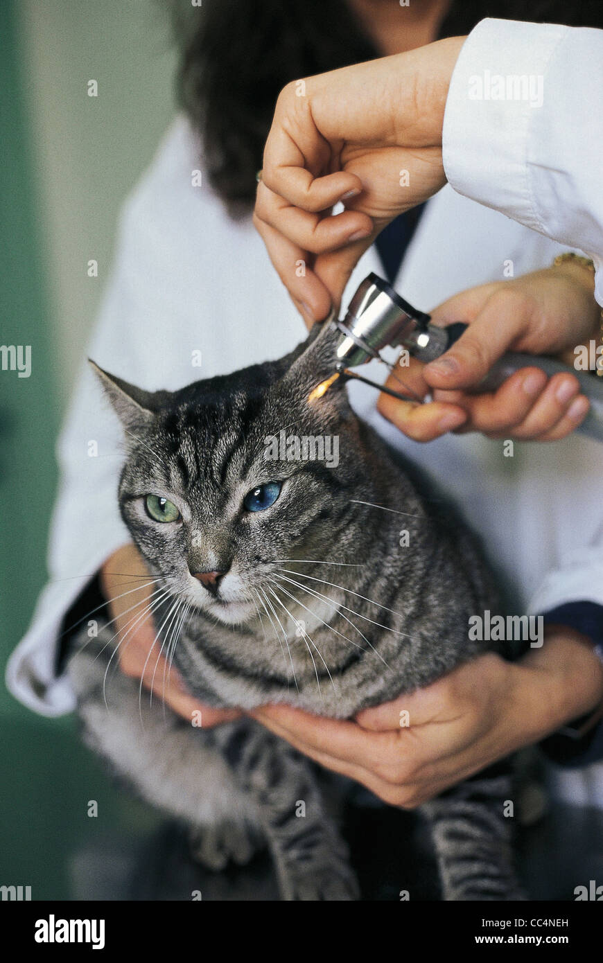Veterinary: Control Ear Of The Cat Stock Photo - Alamy